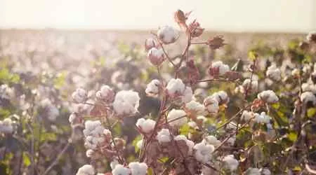 3 ways to invest in cotton: Stocks, ETFs & futures | finder.com